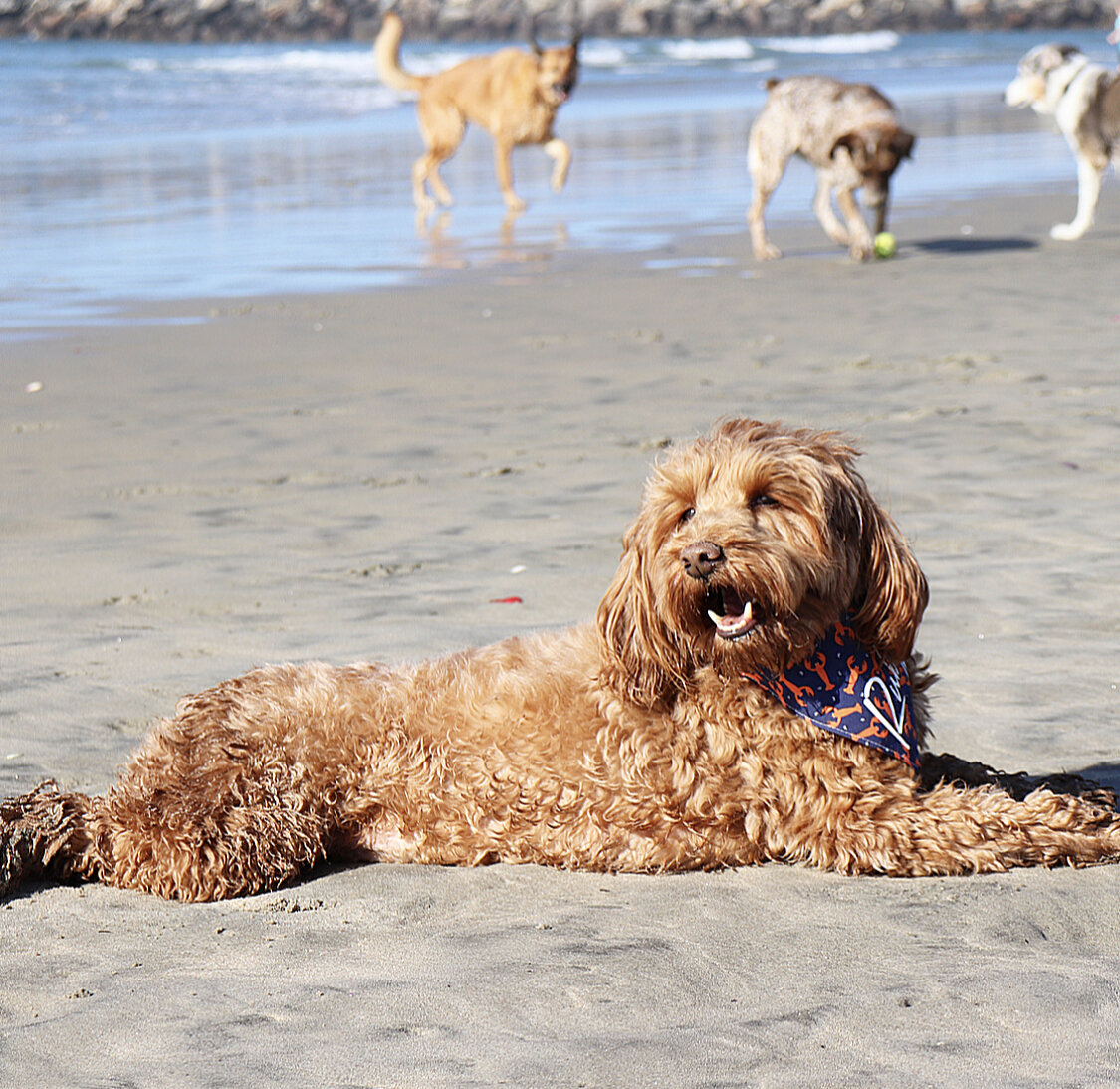 Best Off-leash Dog Beaches in San Diego - Hello Ruby Doodle