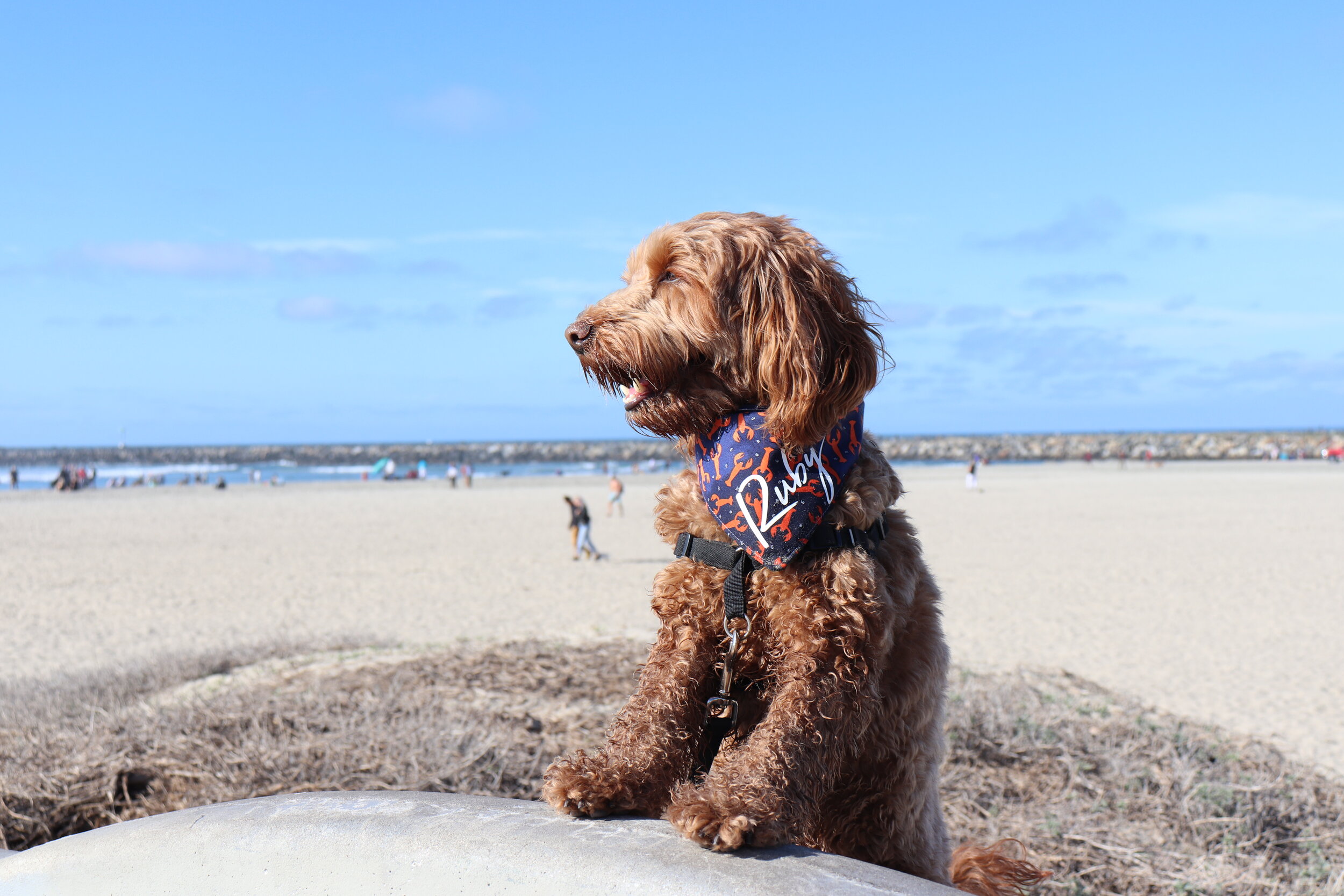 Best Off-leash Dog Beaches in San Diego - Hello Ruby Doodle