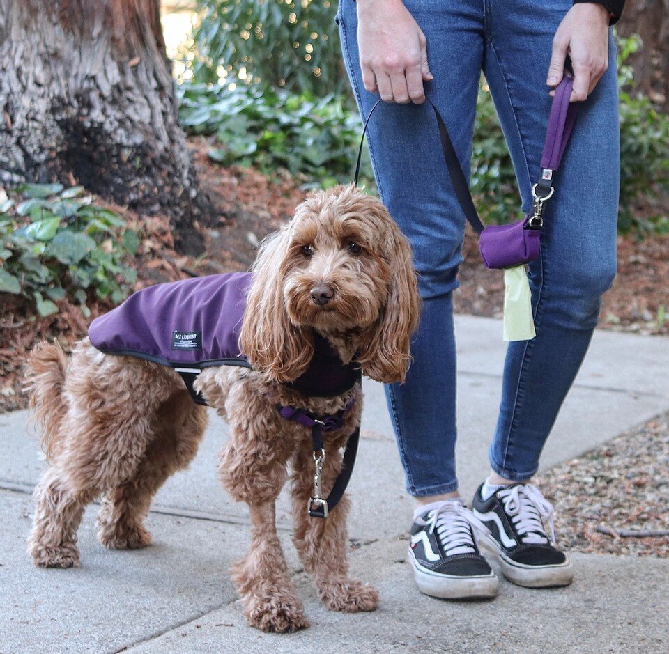 Dog Walking Essentials - Hello Ruby Doodle