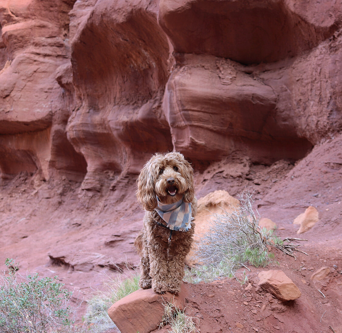 Dog-friendly Guide to Moab - Hello Ruby Doodle