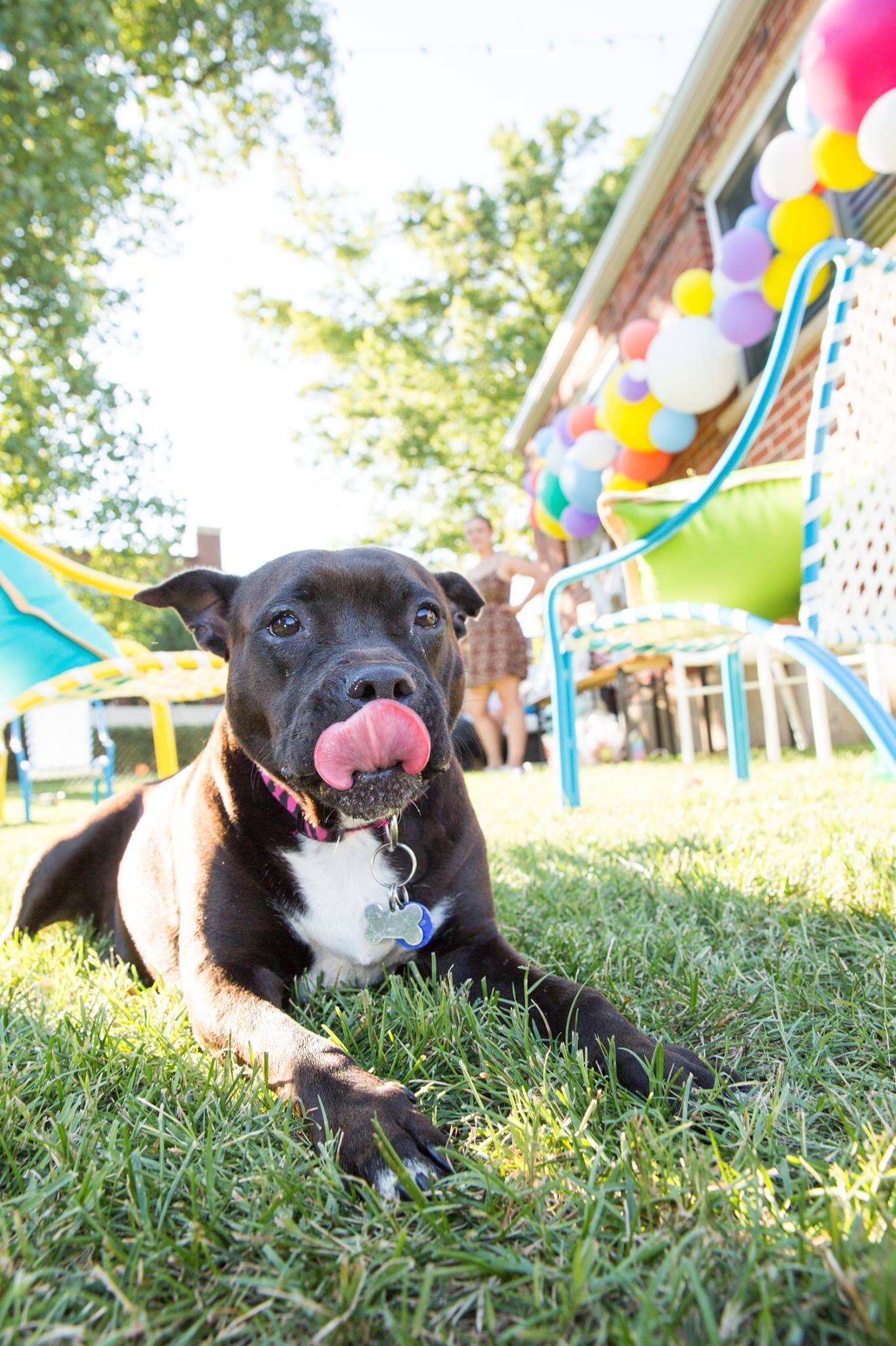 How to Throw a Dog Birthday Party - Hello Ruby Doodle