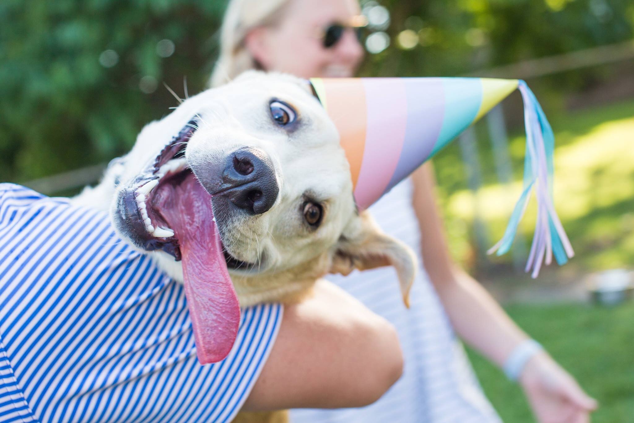 How to Throw a Dog Birthday Party - Hello Ruby Doodle