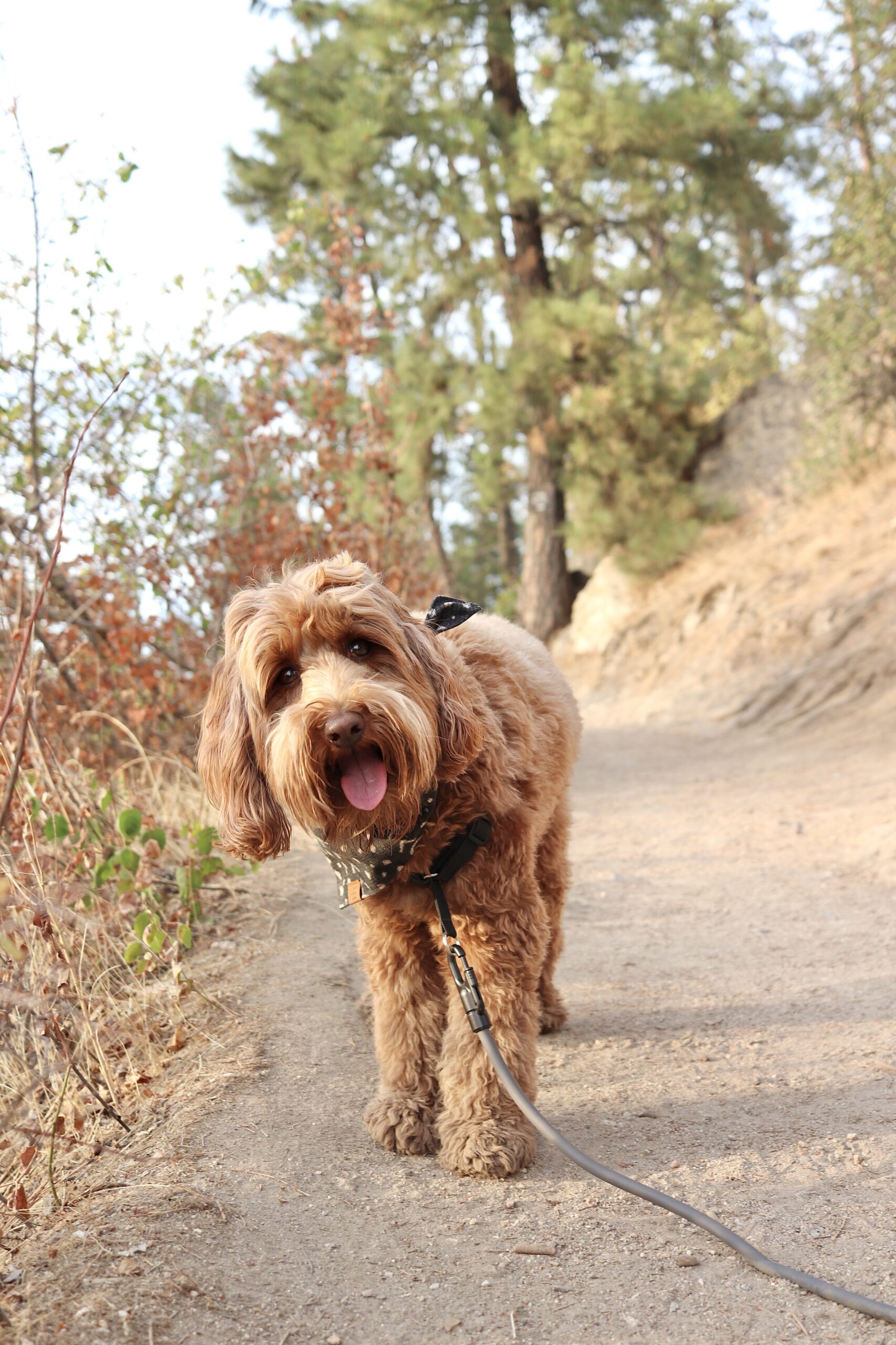Dog Friendly Guide to Coeur d'Alene - Hello Ruby Doodle