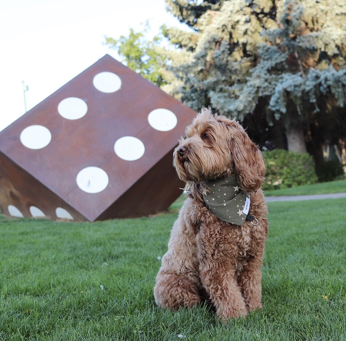 Dog Friendly Guide to Coeur d'Alene - Hello Ruby Doodle