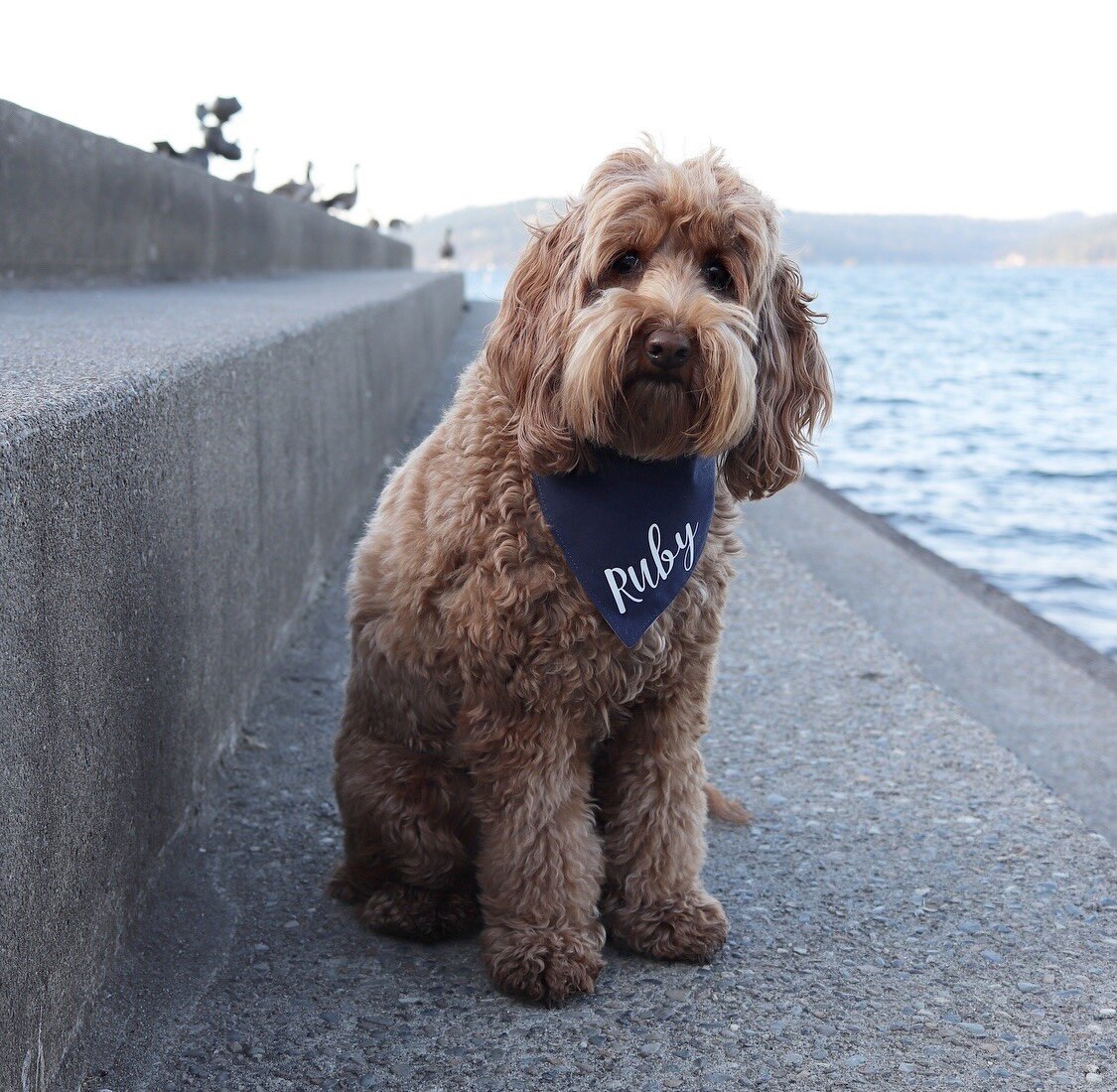 Dog Friendly Guide to Coeur d'Alene - Hello Ruby Doodle