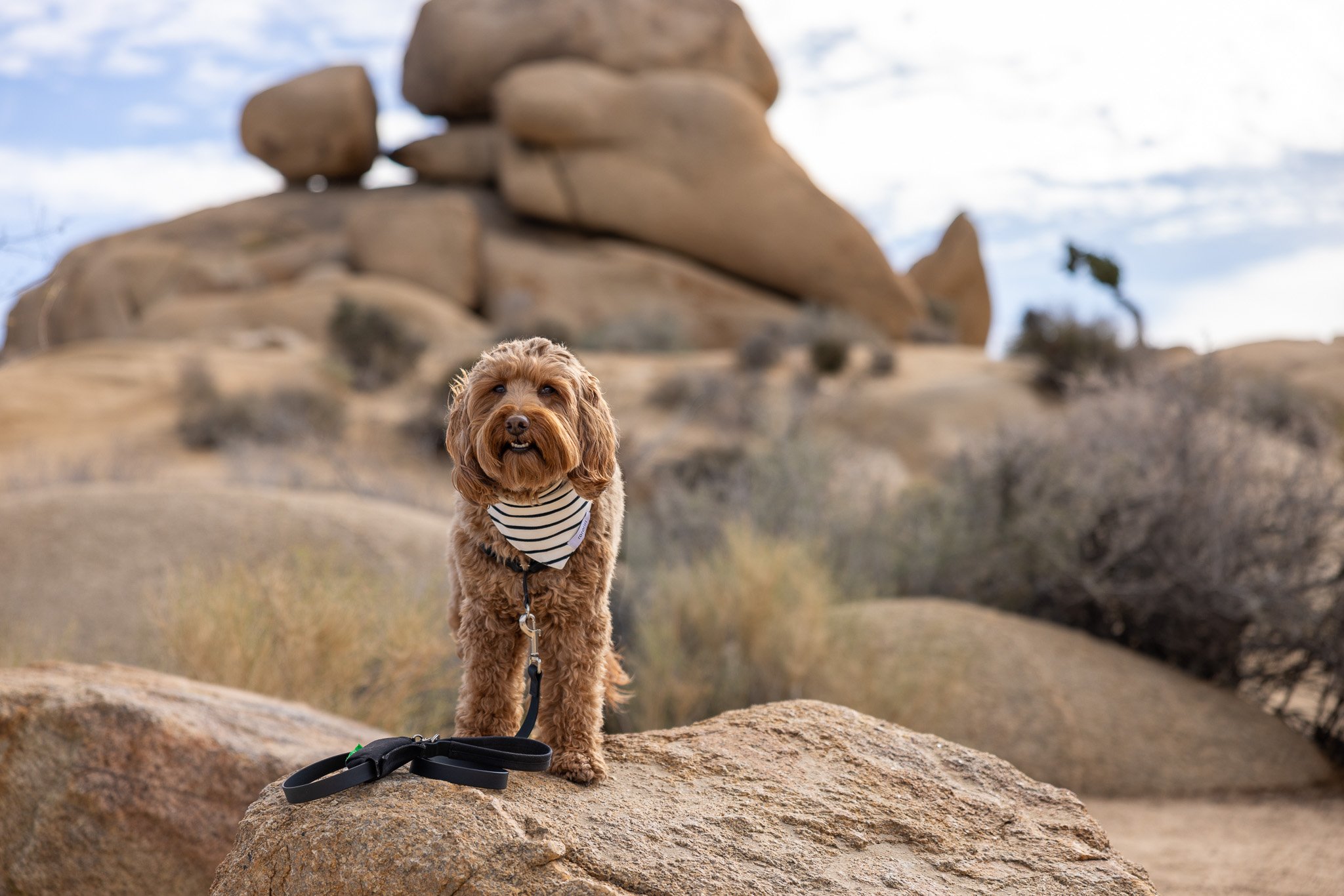 Dog-friendly Guide to Joshua Tree National Park - Hello Ruby Doodle
