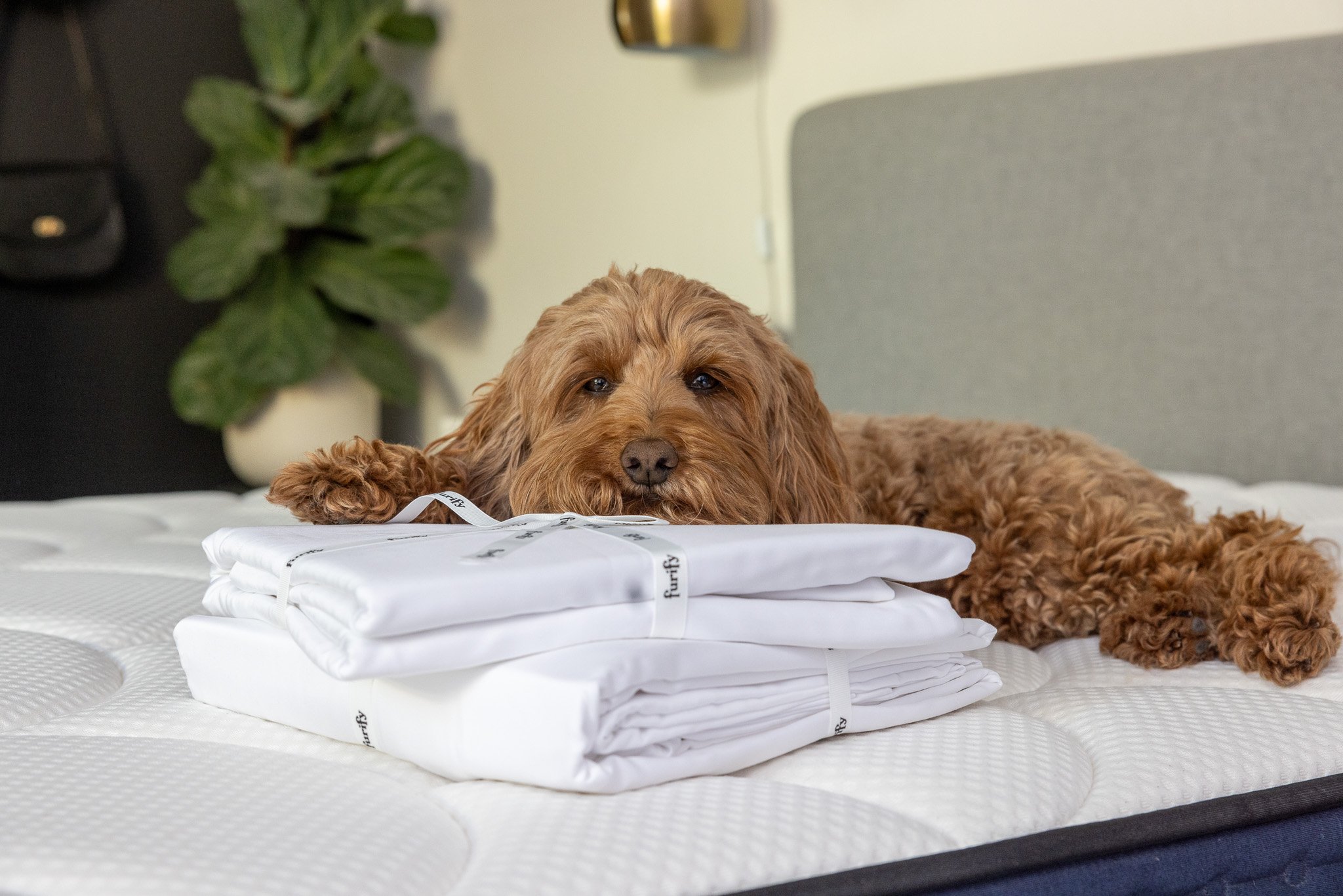 Best Bedding for Dog Owners - Hello Ruby Doodle