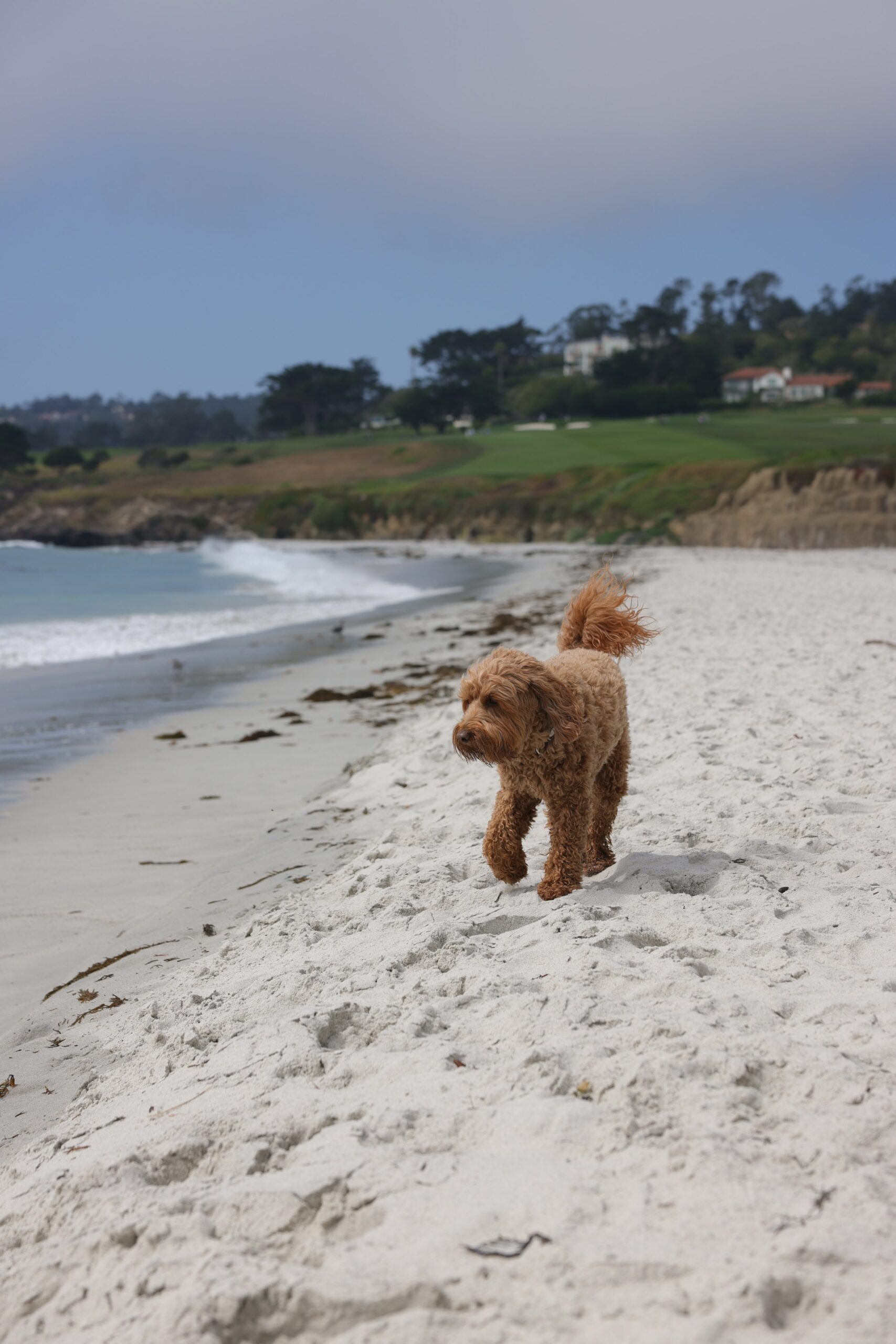Dog-friendly Bucket List Experiences in the U.S. (and Beyond) - Hello ...