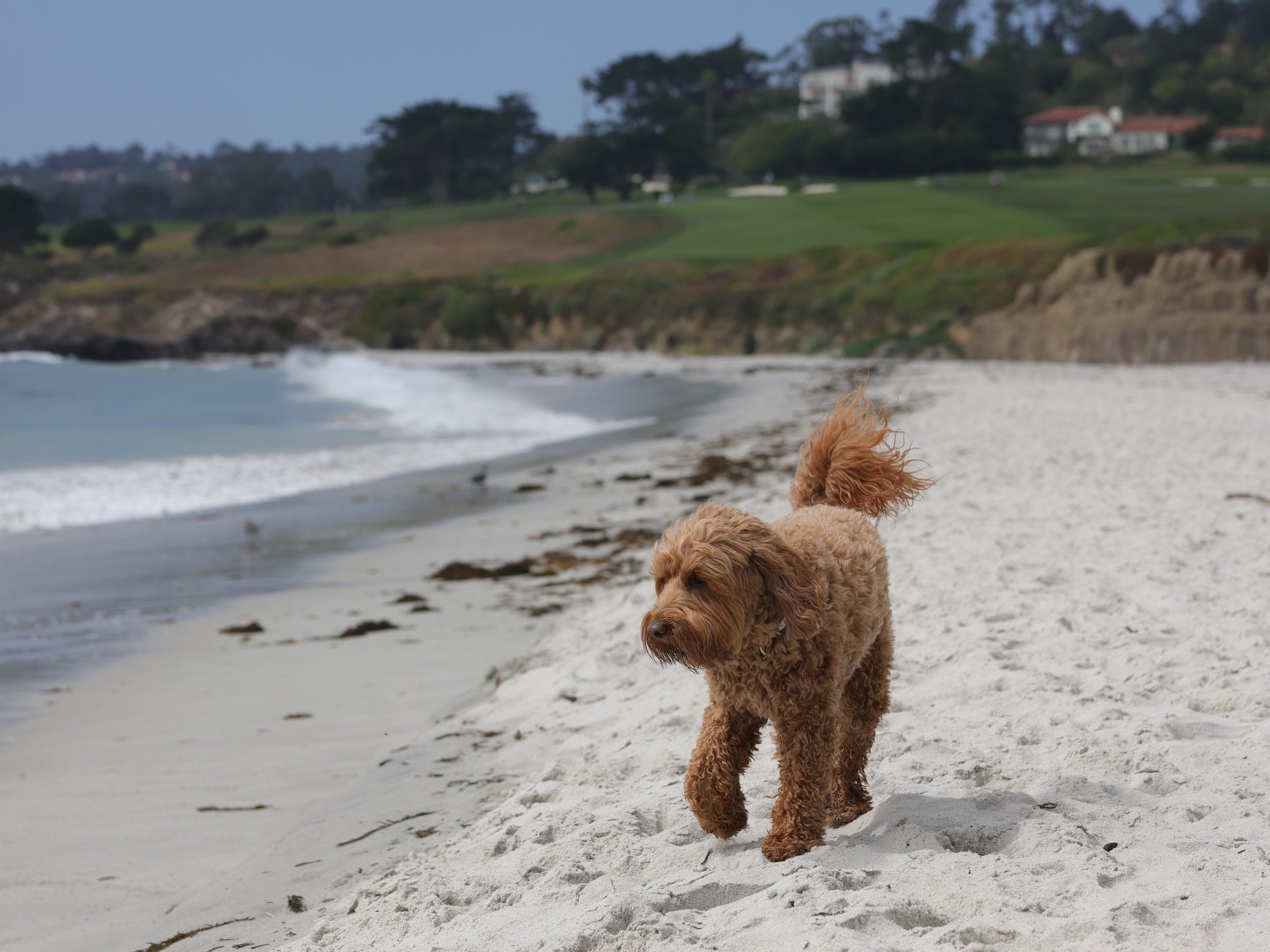 Dog-friendly Guide to Carmel-by-the-Sea - Hello Ruby Doodle