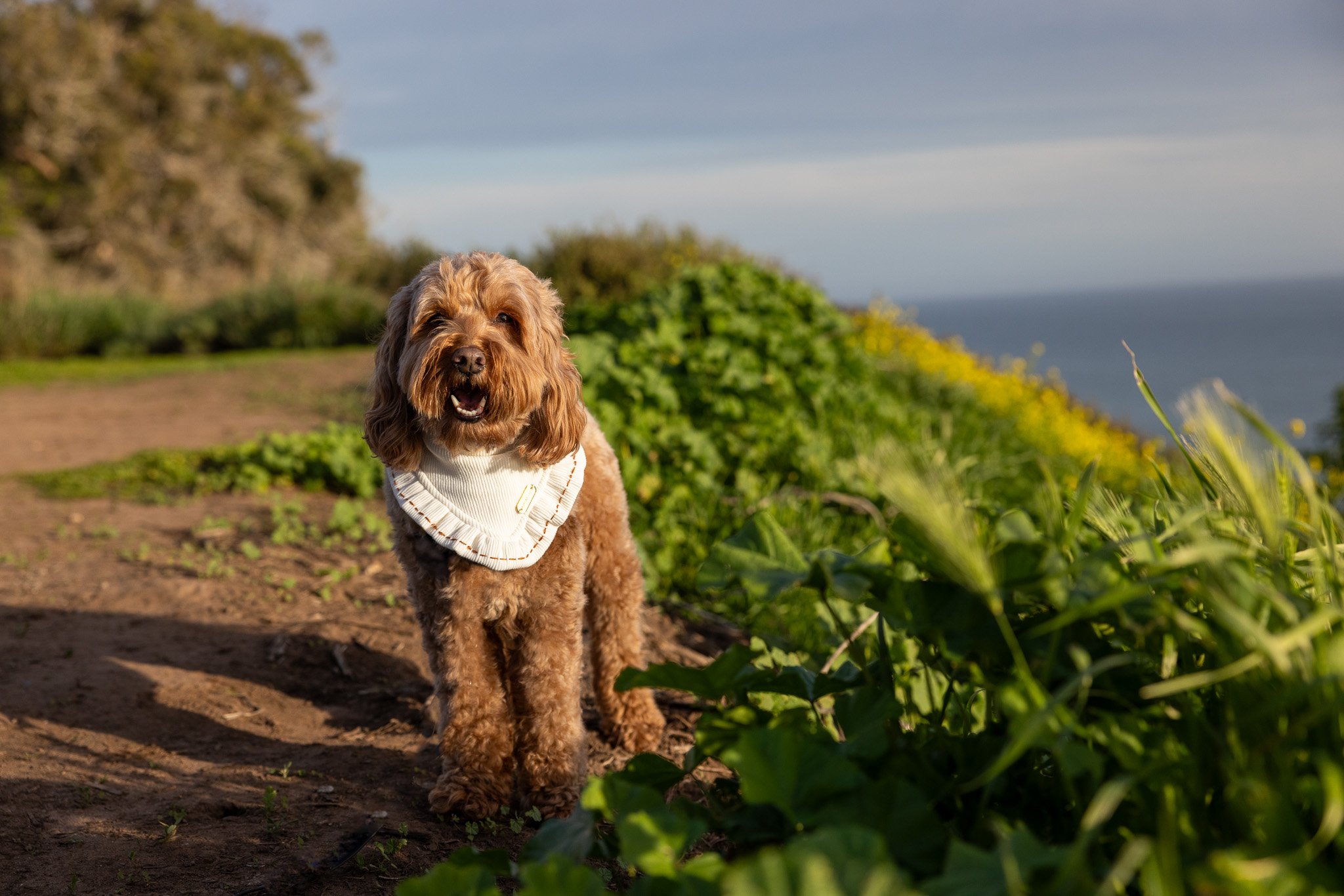 Dog-friendly Guide to Santa Barbara - Hello Ruby Doodle