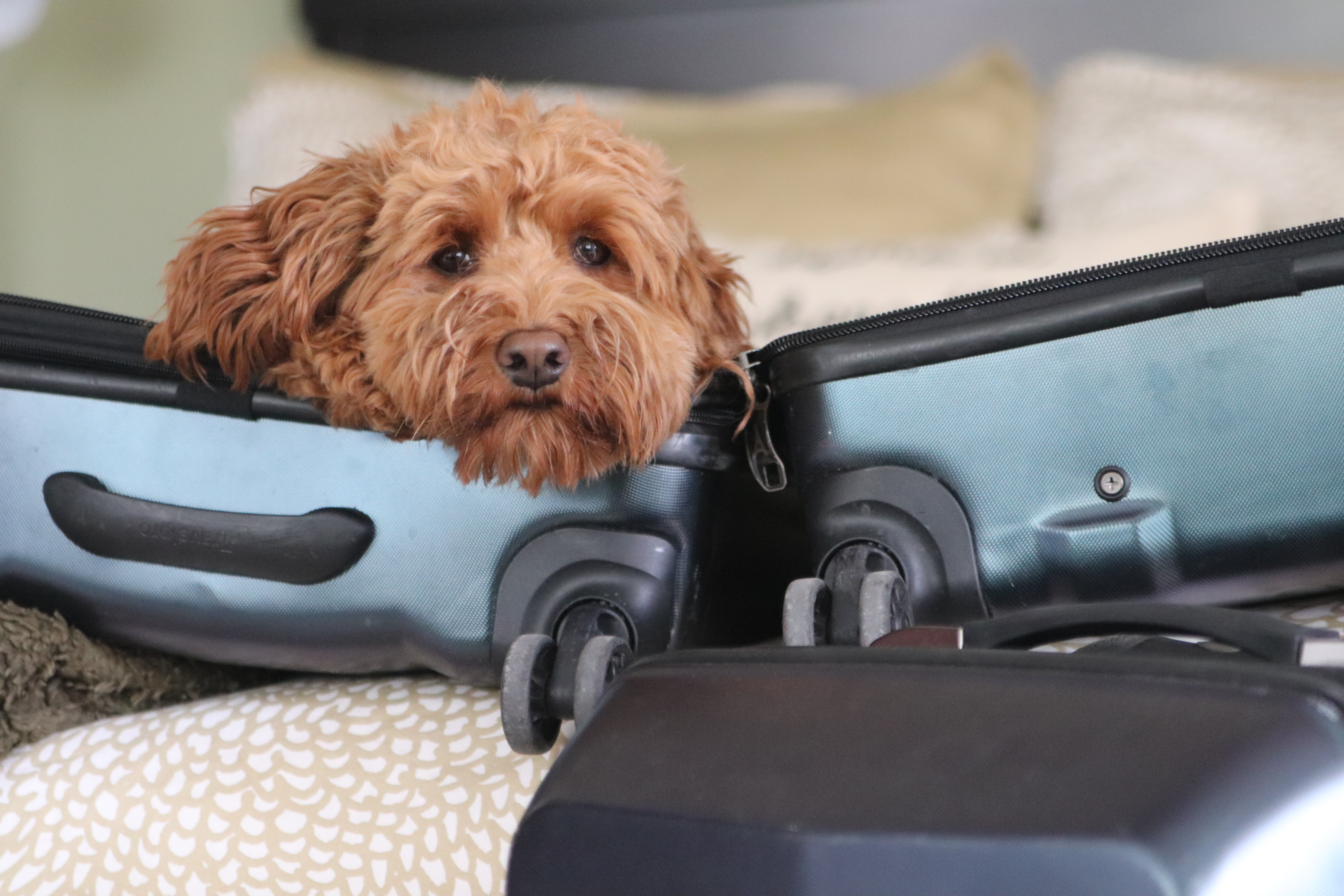 6 of the Most Dog-friendly States You Can Move To - Hello Ruby Doodle